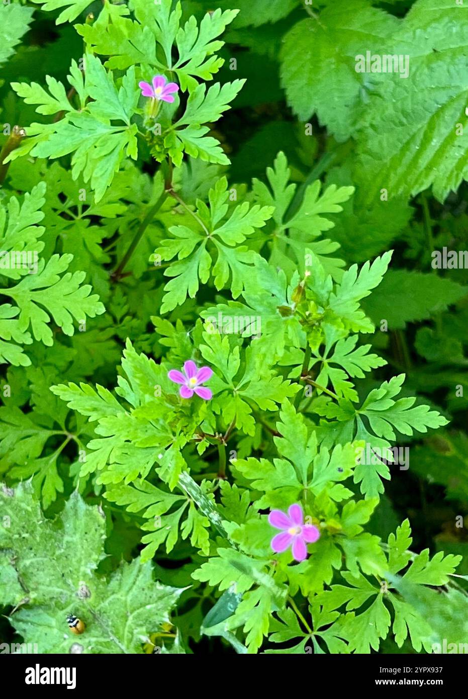 Little-Robin (Geranium purpureum Stock Photo - Alamy