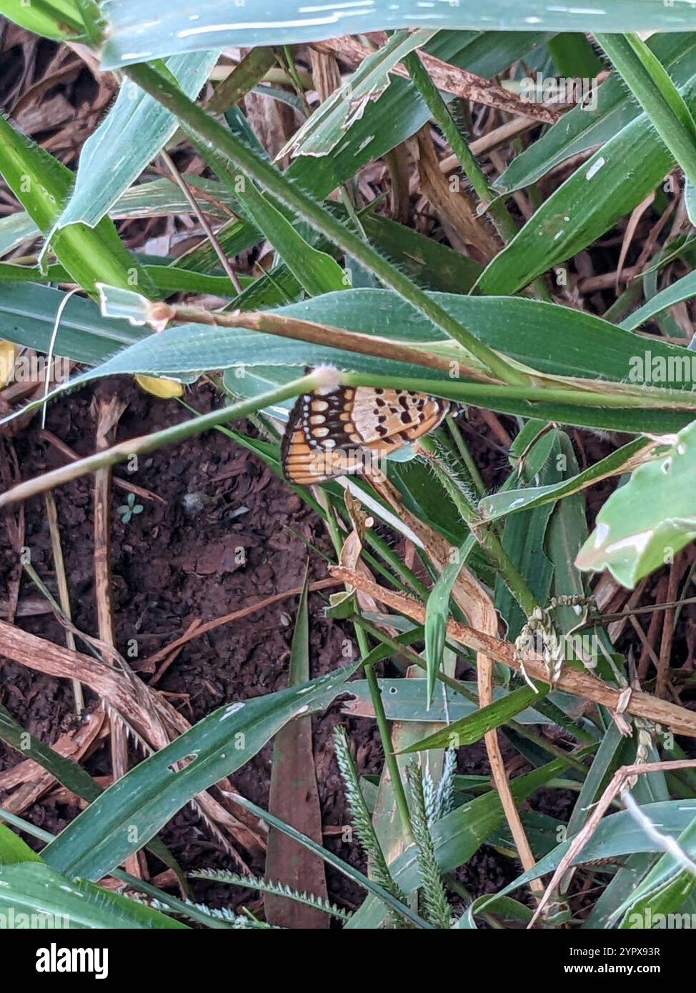 African Joker (Byblia anvatara Stock Photo - Alamy