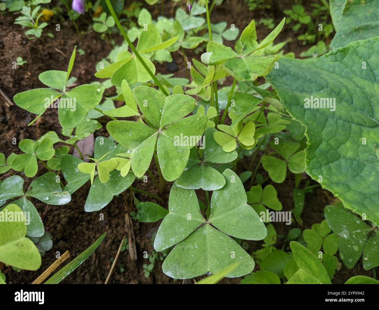 Garden pink-sorrel (Oxalis latifolia Stock Photo - Alamy