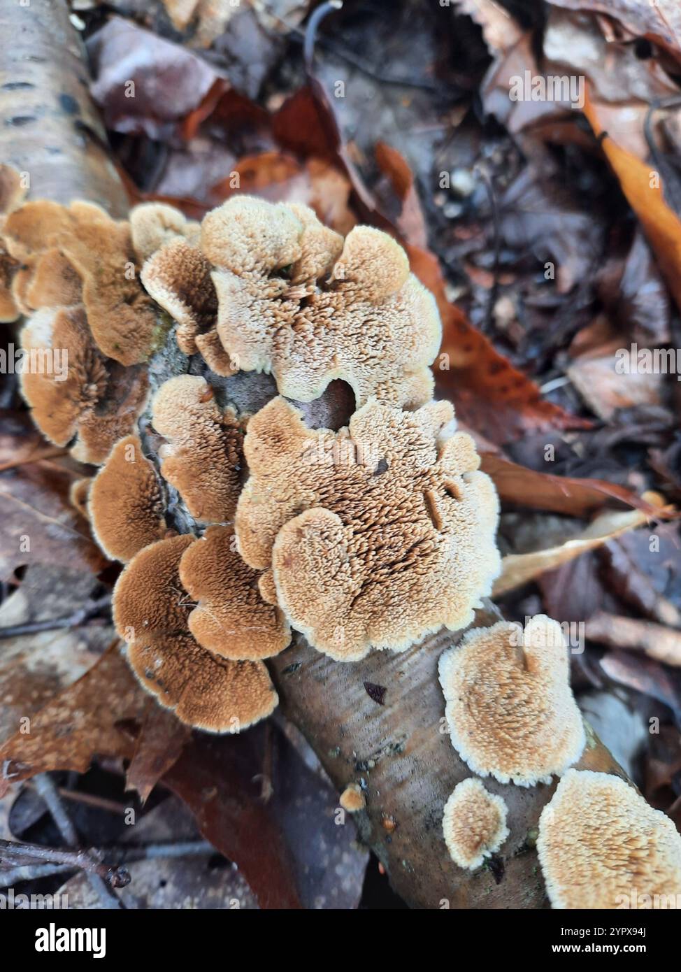 violet-toothed polypore (Trichaptum biforme Stock Photo - Alamy
