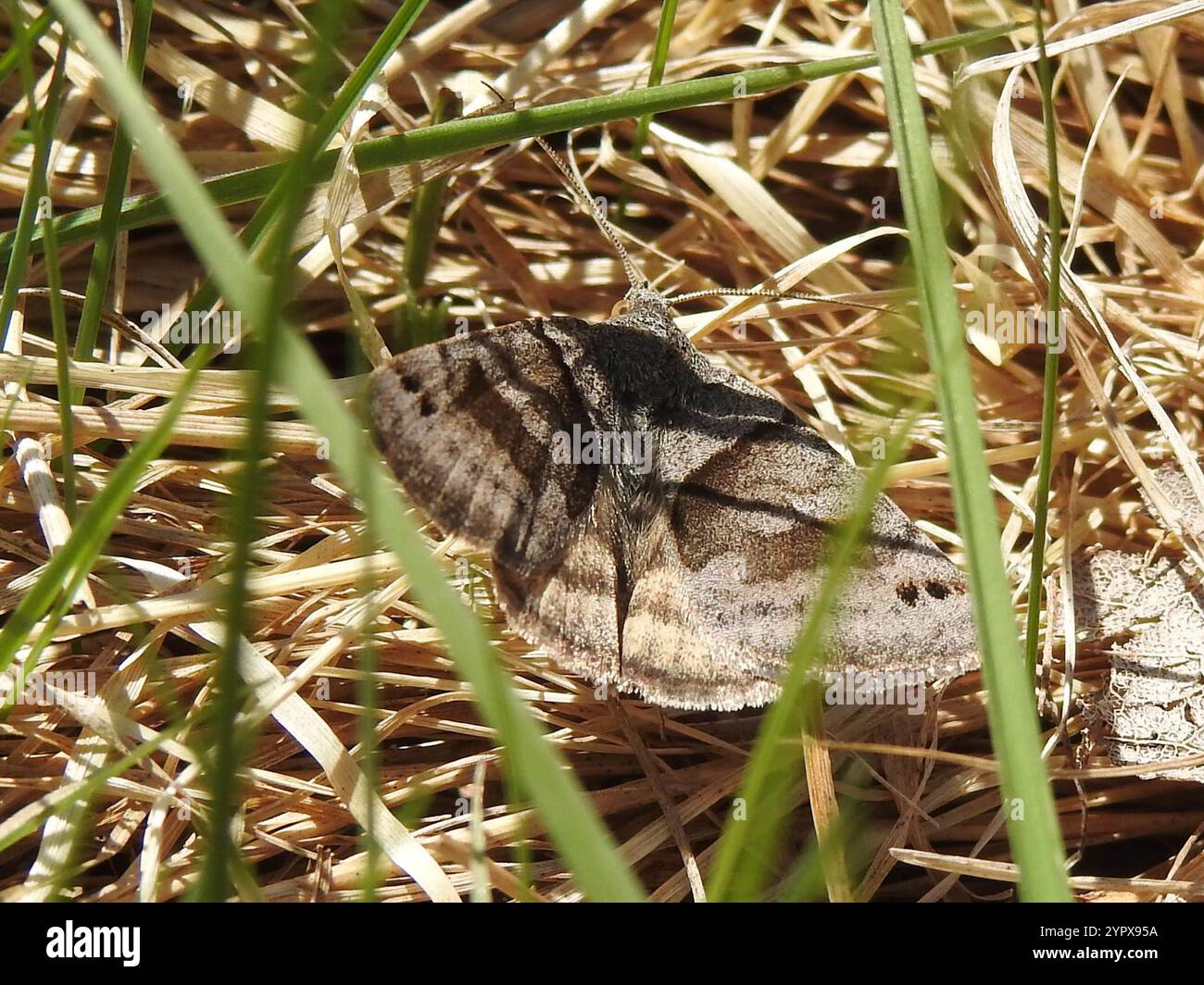 Crassiuscula hi-res stock photography and images - Alamy