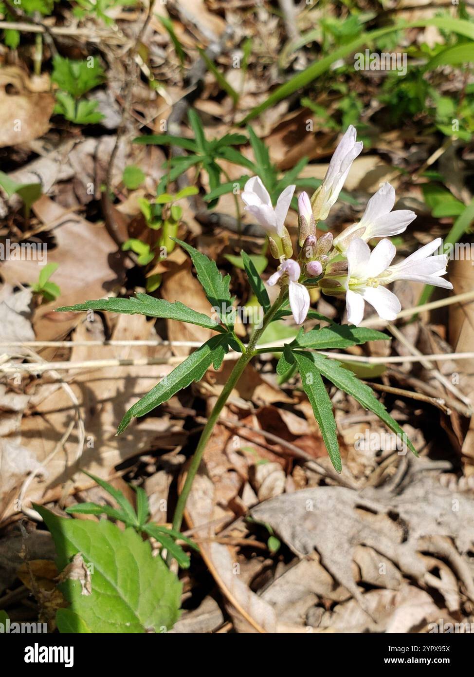 cut-leaved toothwort (Cardamine concatenata Stock Photo - Alamy