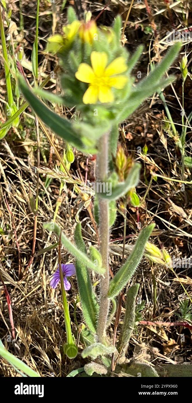 Madia sativa hi-res stock photography and images - Alamy
