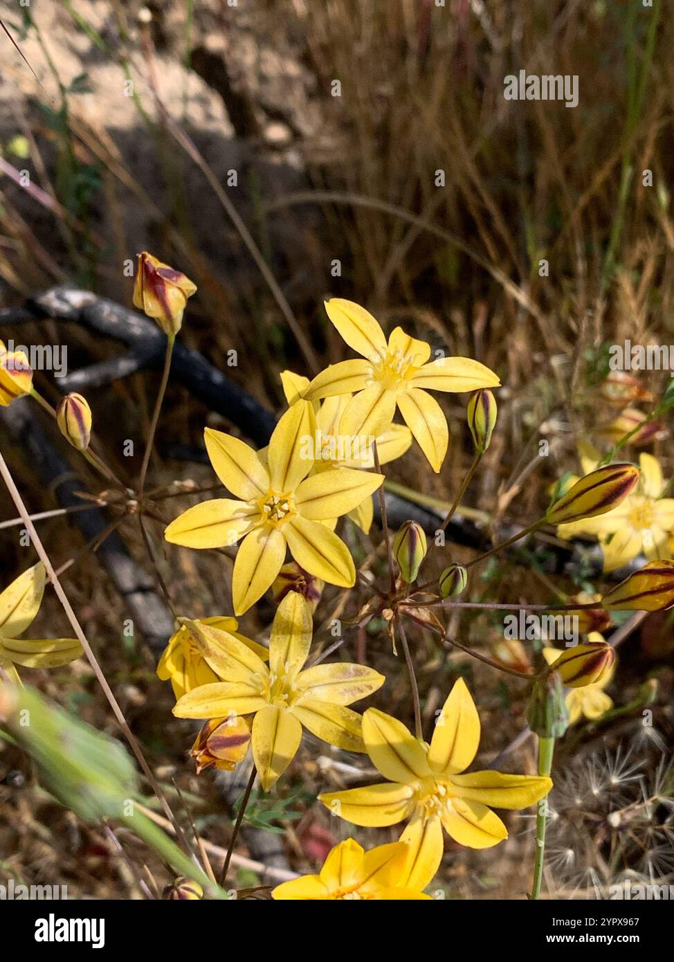 golden brodiaea (Triteleia ixioides ixioides Stock Photo - Alamy
