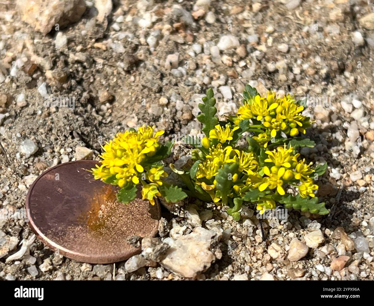 Peppercress hi-res stock photography and images - Alamy