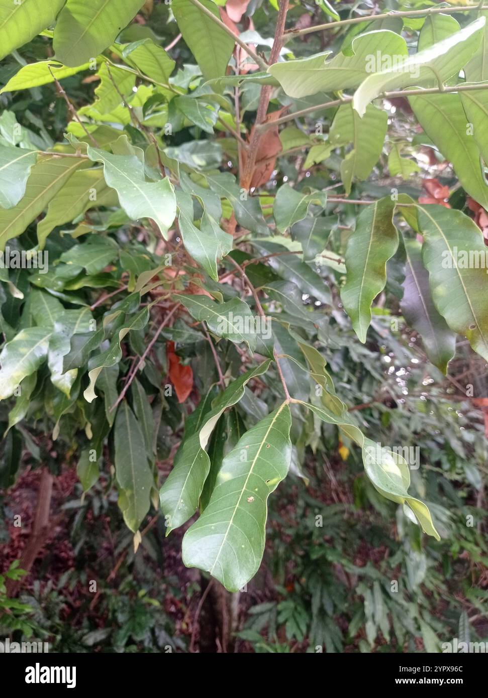 Cabbage bark hi-res stock photography and images - Alamy