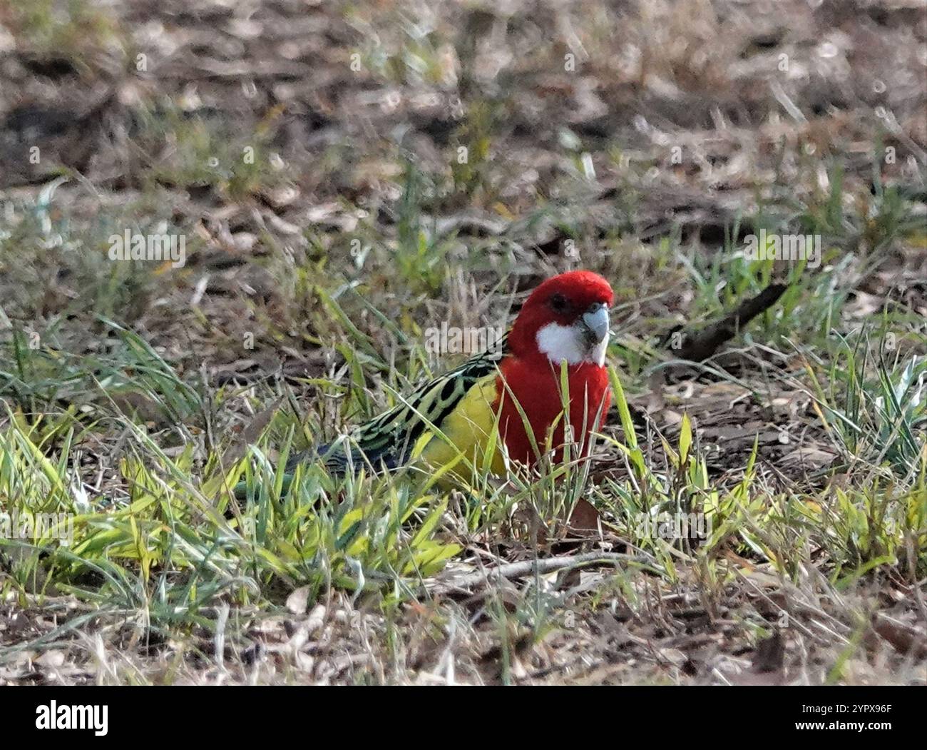 Eastern Rosella (Platycercus eximius Stock Photo - Alamy