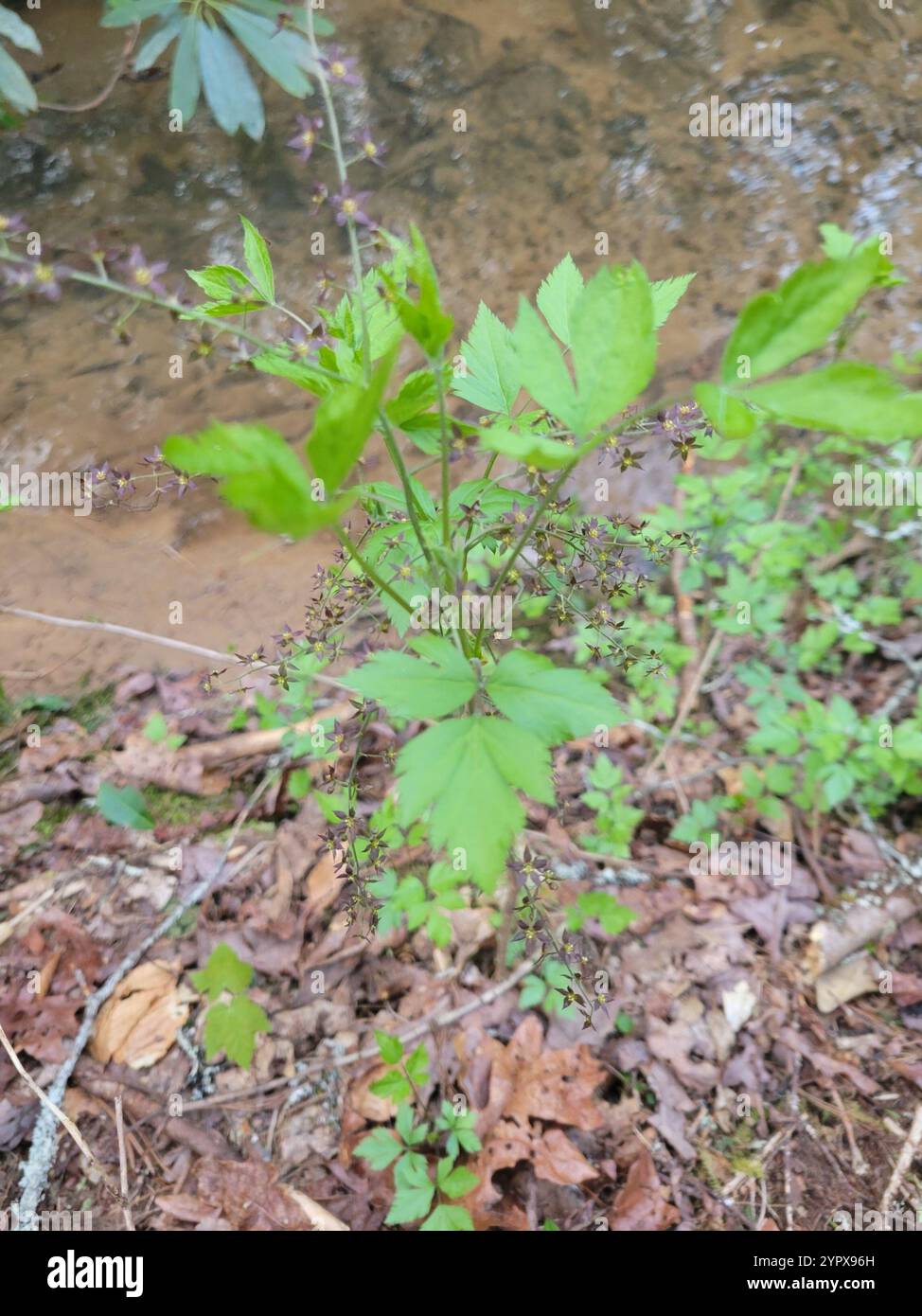 Shrub Yellowroot (Xanthorhiza simplicissima Stock Photo - Alamy