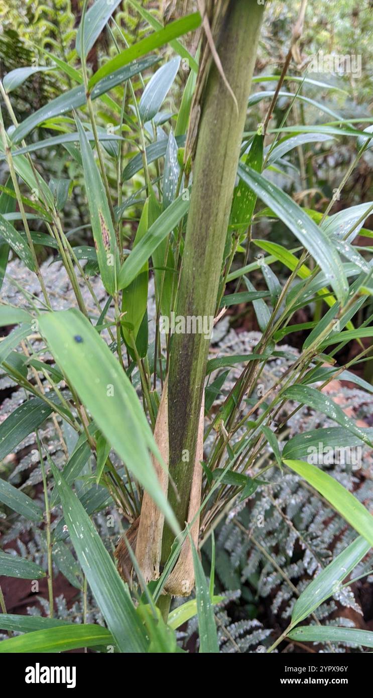 bamboos, canes, and allies (Bambusoideae Stock Photo - Alamy