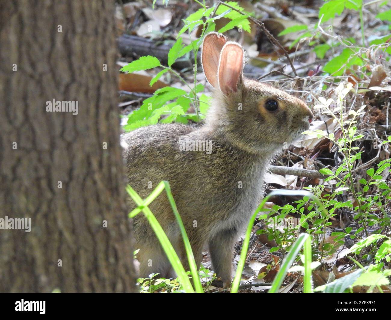 Swamp Rabbit (Sylvilagus aquaticus Stock Photo - Alamy