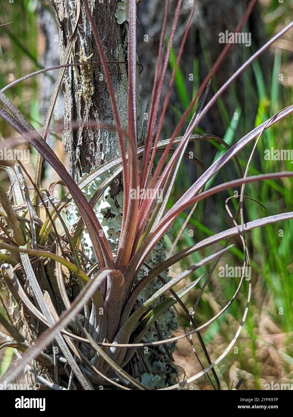 Manatee River airplant (Tillandsia simulata Stock Photo - Alamy