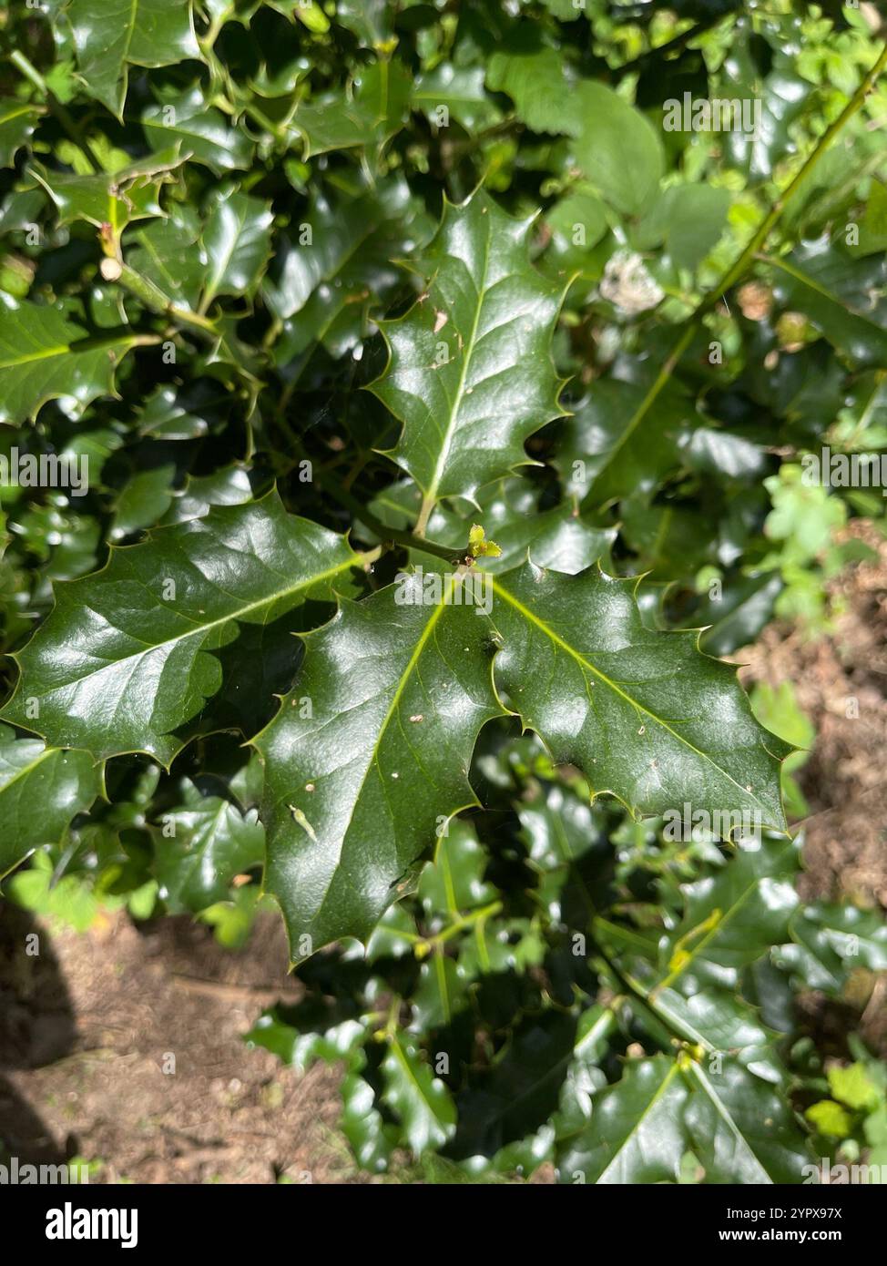 European holly (Ilex aquifolium Stock Photo - Alamy