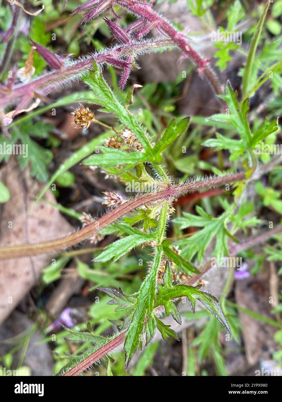 rose vervain (Glandularia canadensis Stock Photo - Alamy