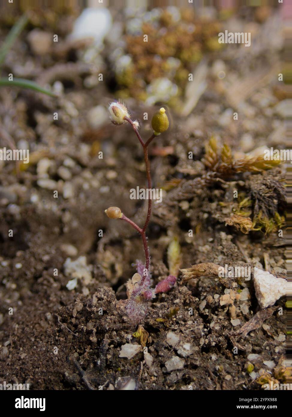 Common Whitlowgrass (Draba verna Stock Photo - Alamy