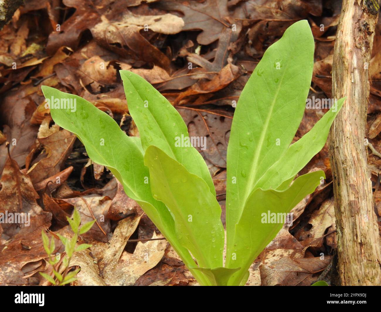 eastern shooting star (Primula meadia Stock Photo - Alamy