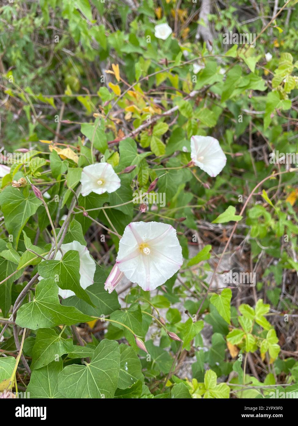 Pacific False Bindweed (Calystegia purpurata Stock Photo - Alamy