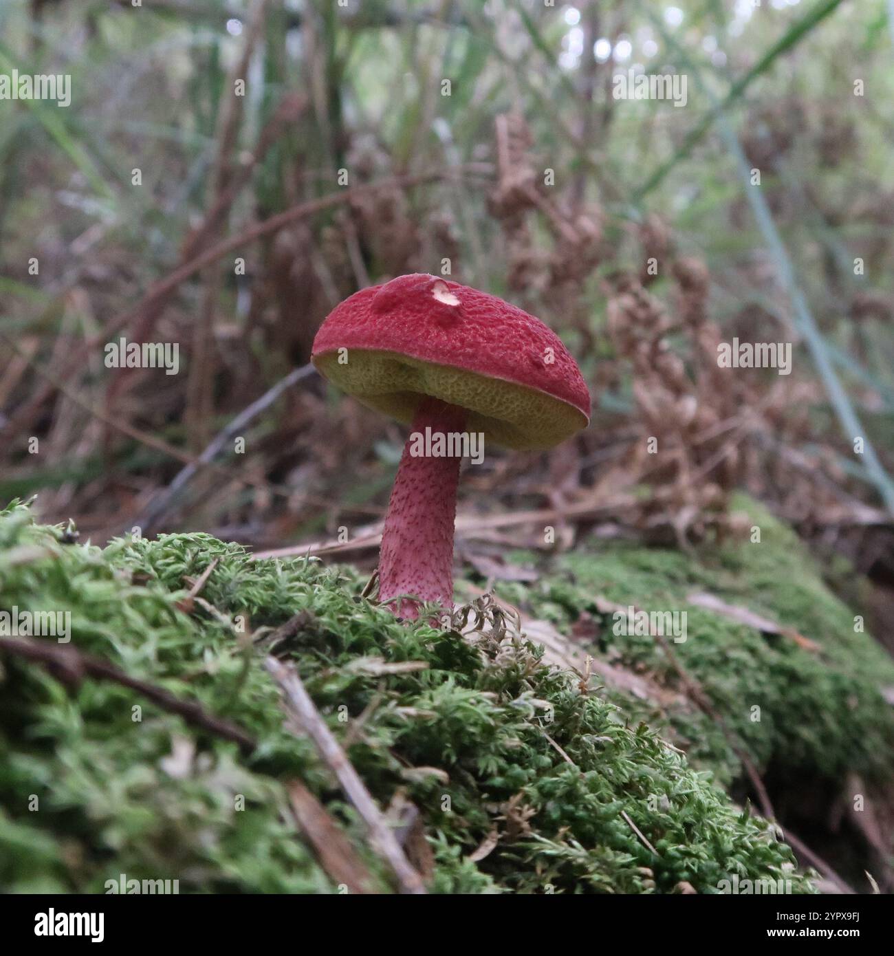 rhubarb bolete (Boletellus obscurecoccineus Stock Photo - Alamy