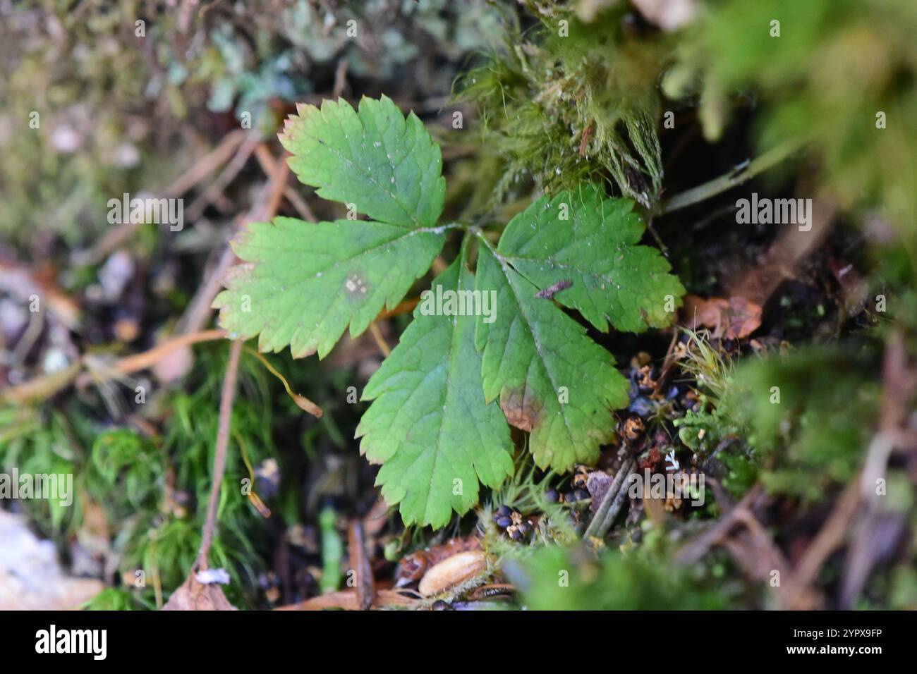 Five-leaf Dwarf Bramble (Rubus pedatus Stock Photo - Alamy