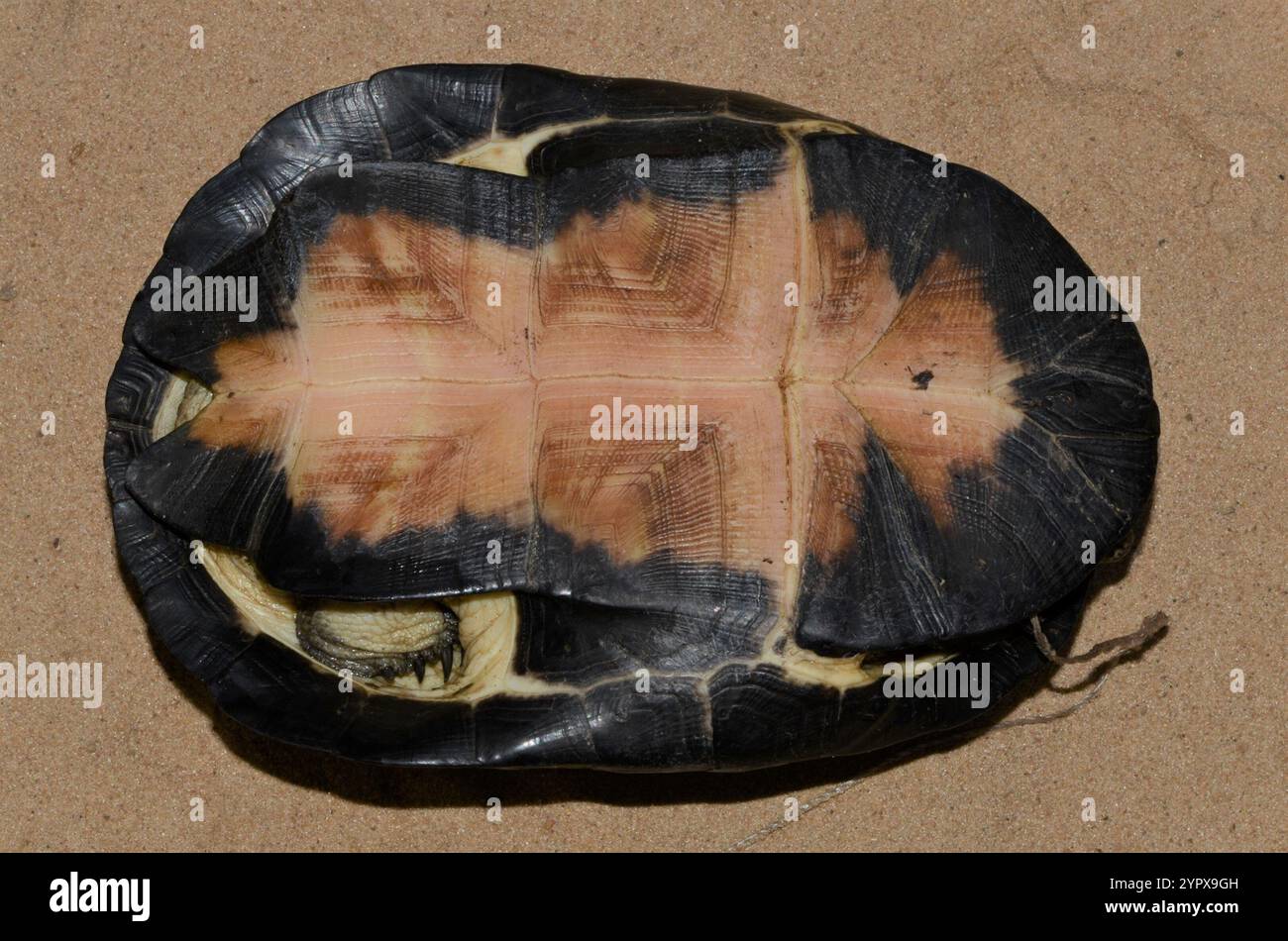 West African Mud Turtle (Pelusios castaneus Stock Photo - Alamy