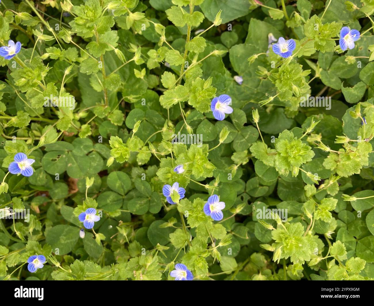 bird's-eye speedwell (Veronica persica Stock Photo - Alamy