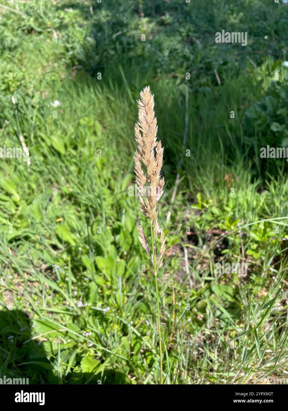 Texas bluegrass (Poa arachnifera Stock Photo - Alamy