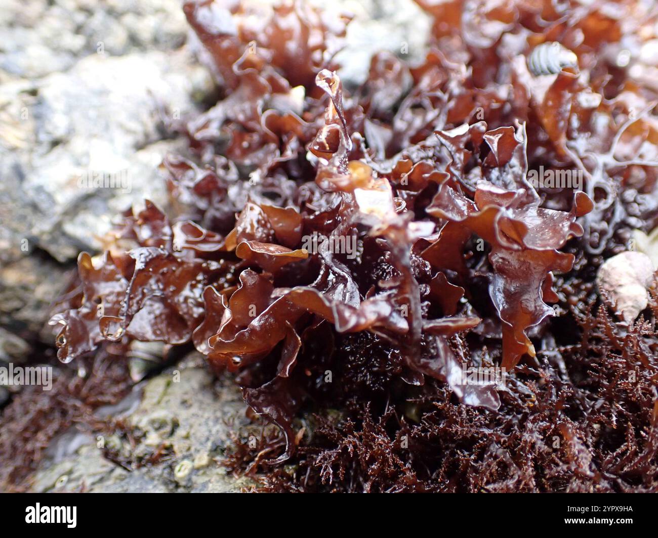 encrusting red algae (Mastocarpus Stock Photo - Alamy