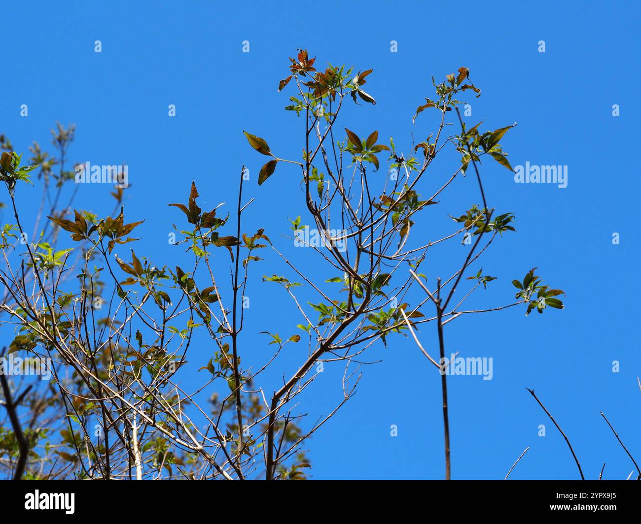 Five-leaved chaste tree (Vitex negundo Stock Photo - Alamy