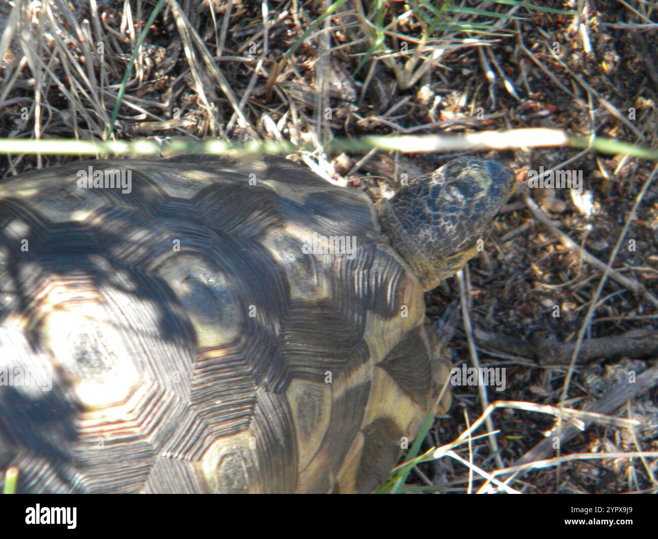 Angulate Tortoise (Chersina angulata Stock Photo - Alamy