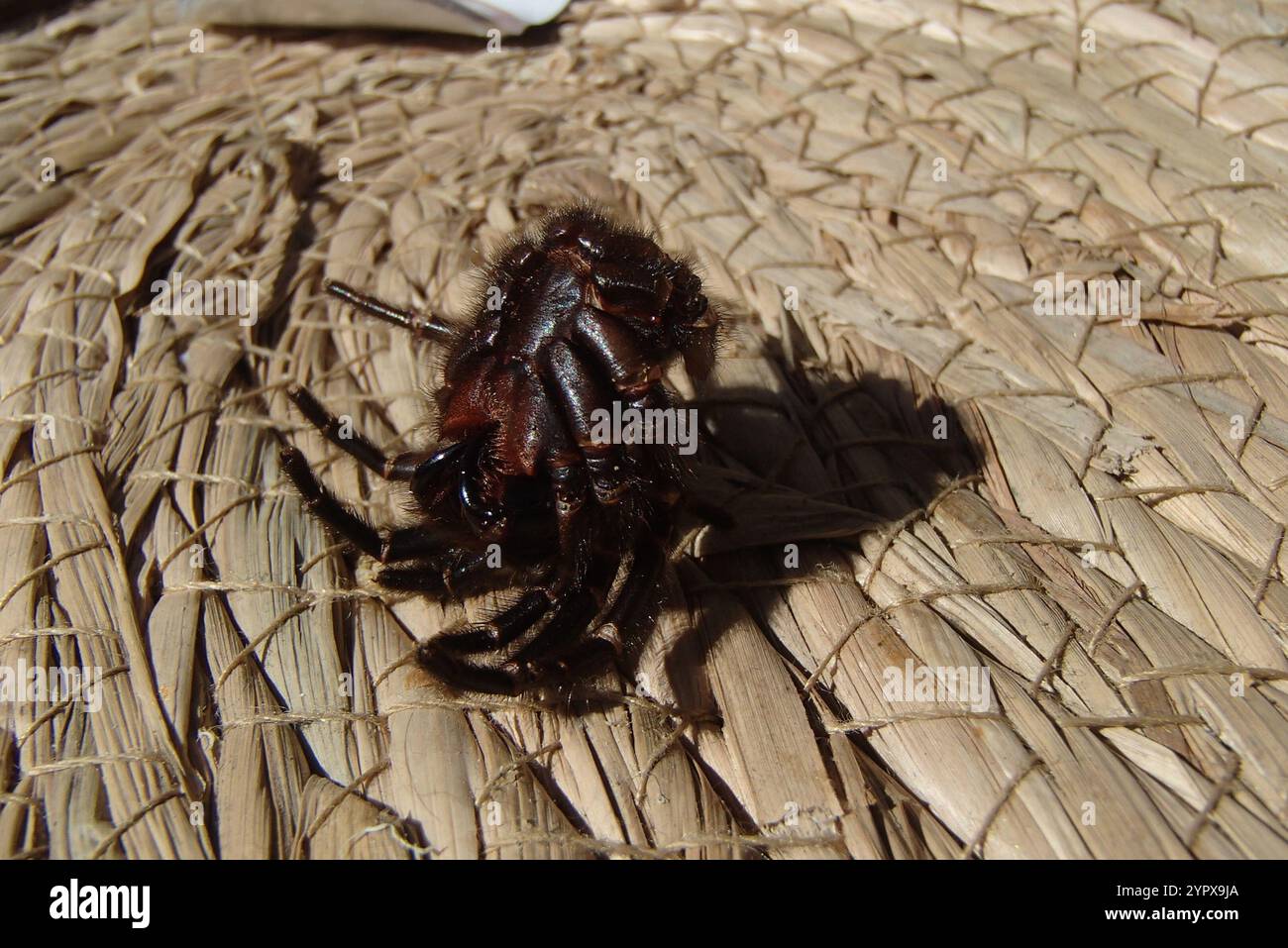 Australian funnel web hi-res stock photography and images - Alamy