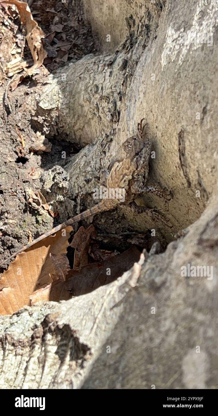 Eastern Fence Lizard (Sceloporus undulatus Stock Photo - Alamy
