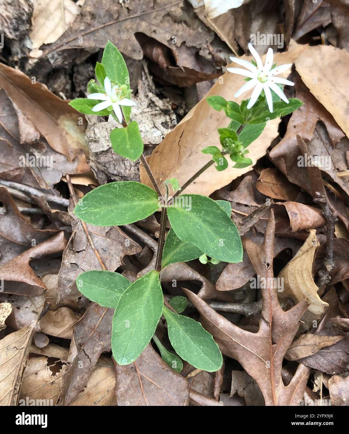 star chickweed (Stellaria pubera Stock Photo - Alamy