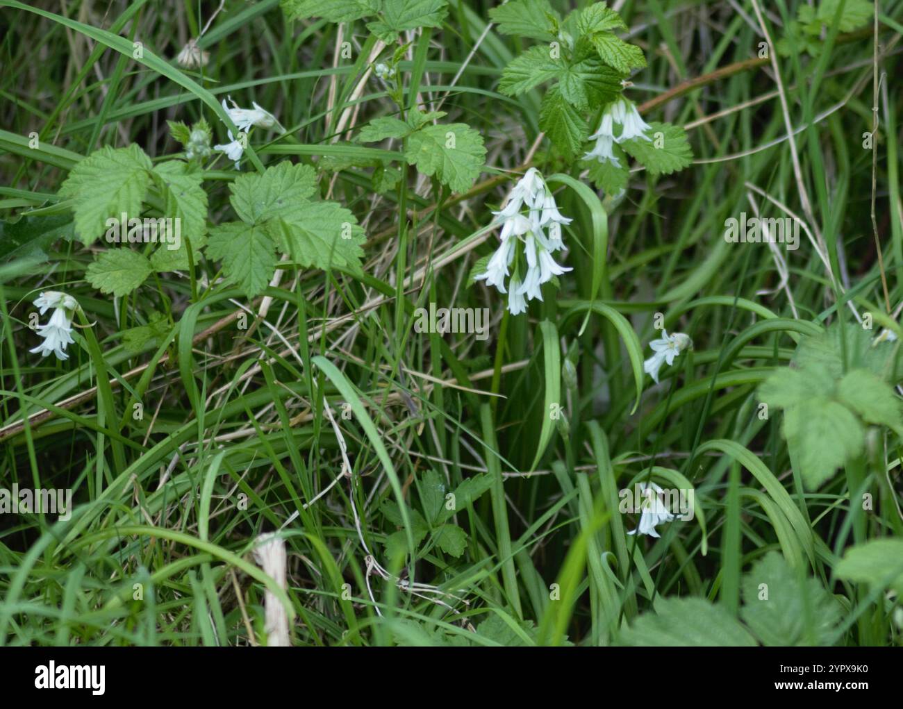 Three-cornered garlic (Allium triquetrum Stock Photo - Alamy