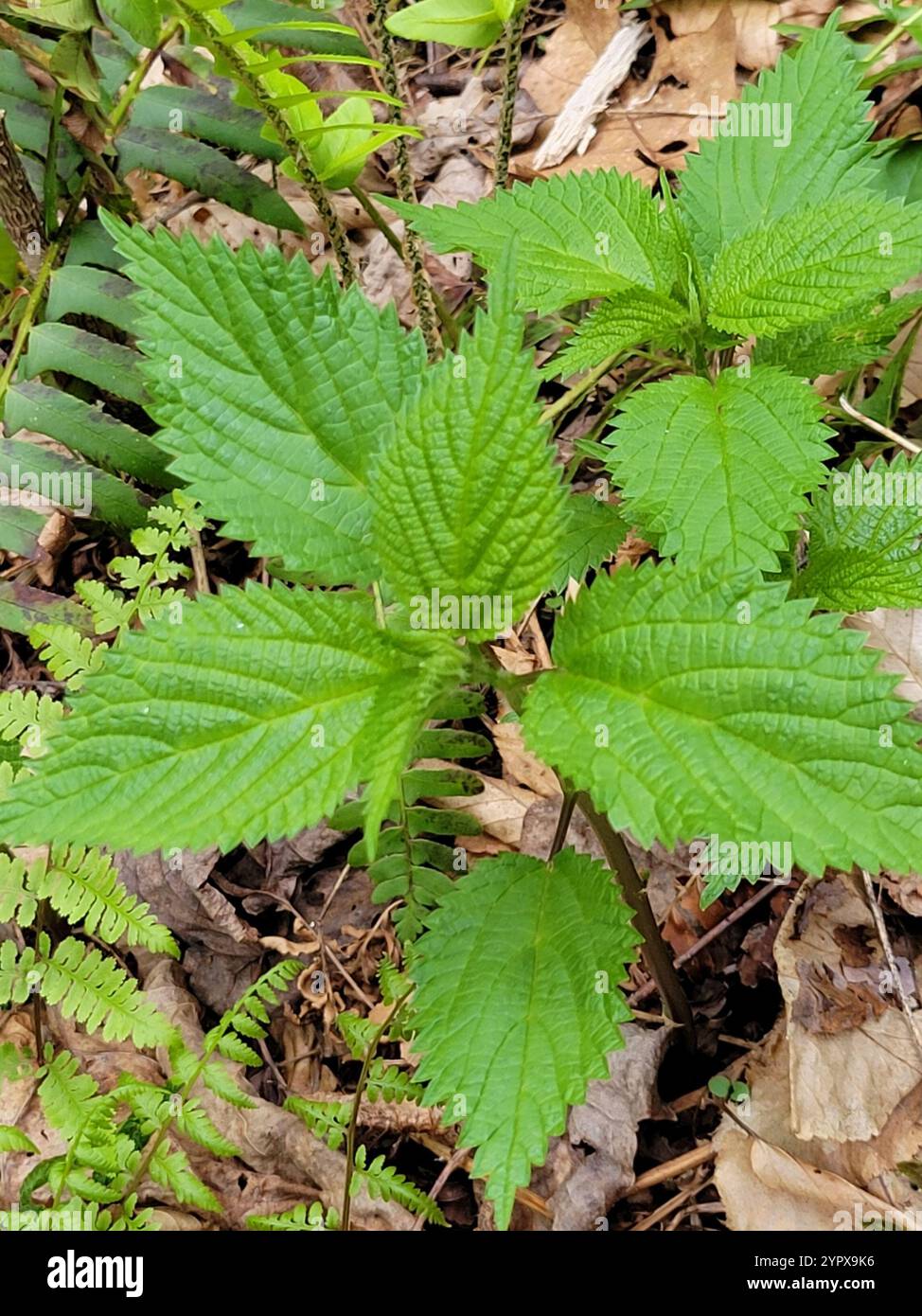 wood nettle (Laportea canadensis Stock Photo - Alamy