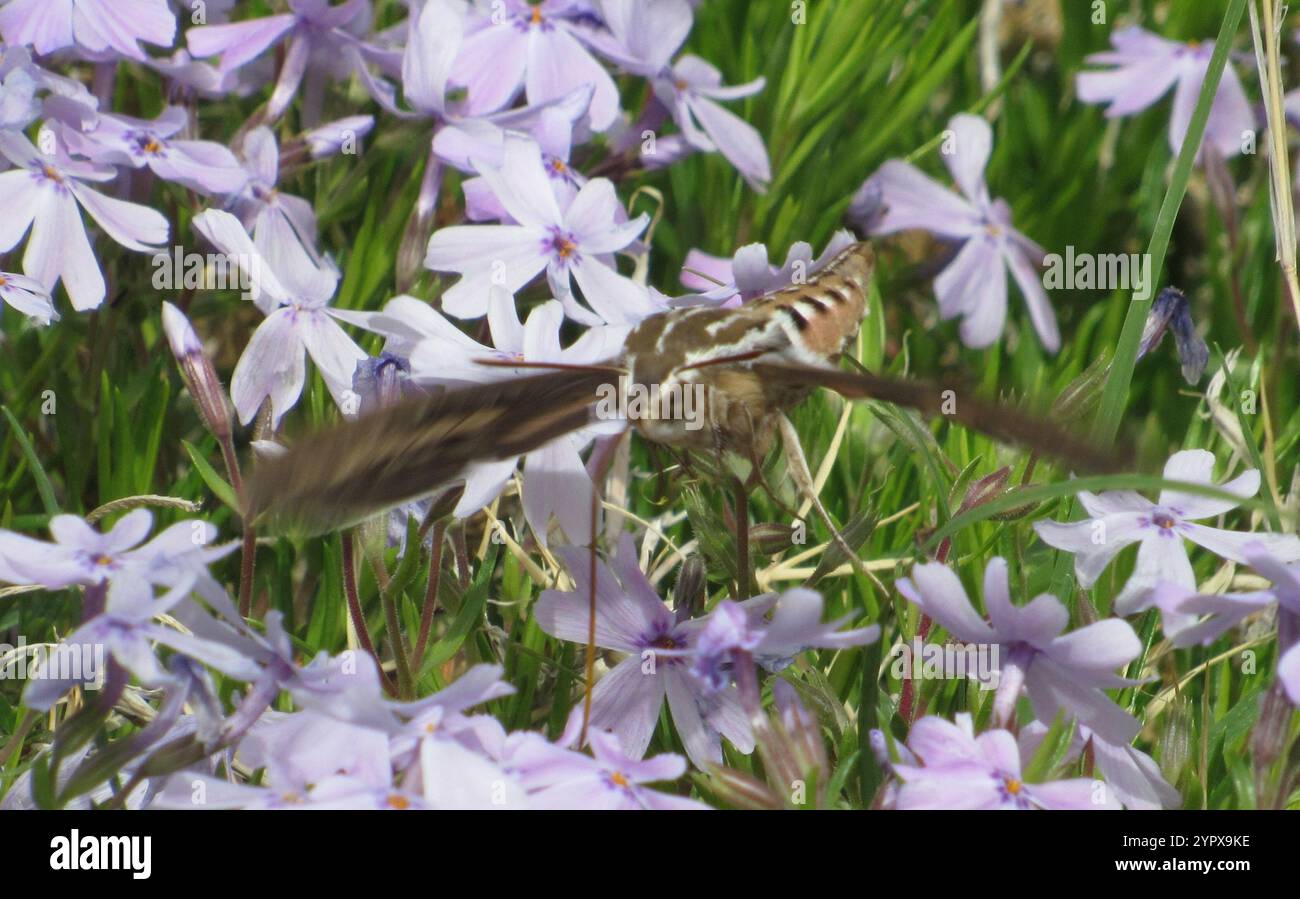 White-lined Sphinx (Hyles lineata Stock Photo - Alamy