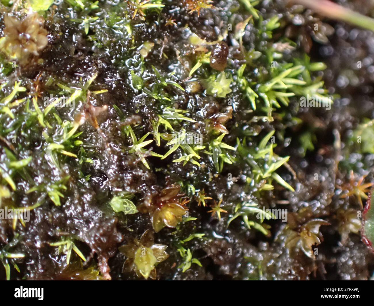 Green-tufted Stubble Moss (Weissia controversa Stock Photo - Alamy