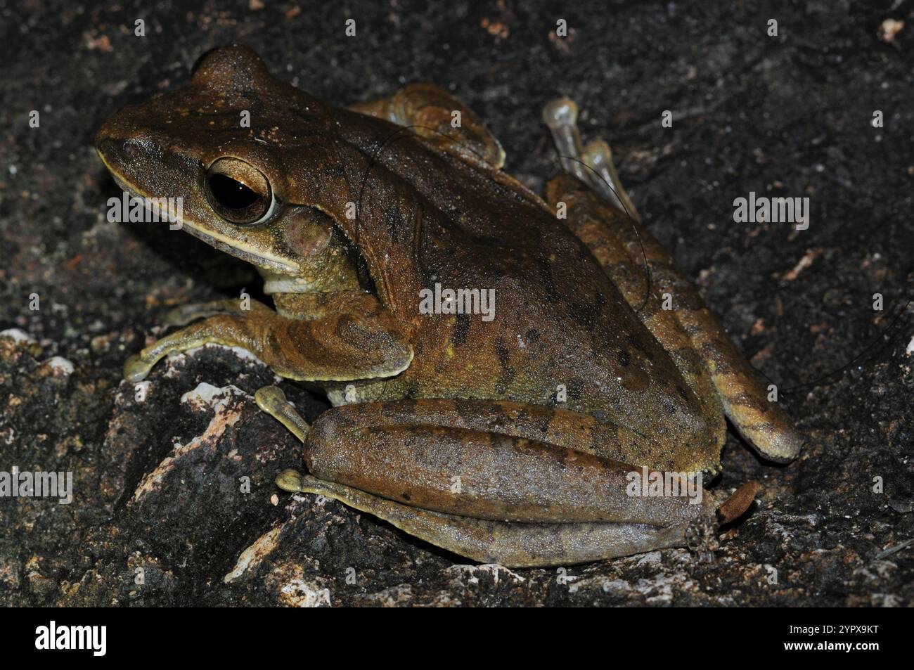Common Southeast Asian Tree Frog (Polypedates leucomystax Stock Photo ...