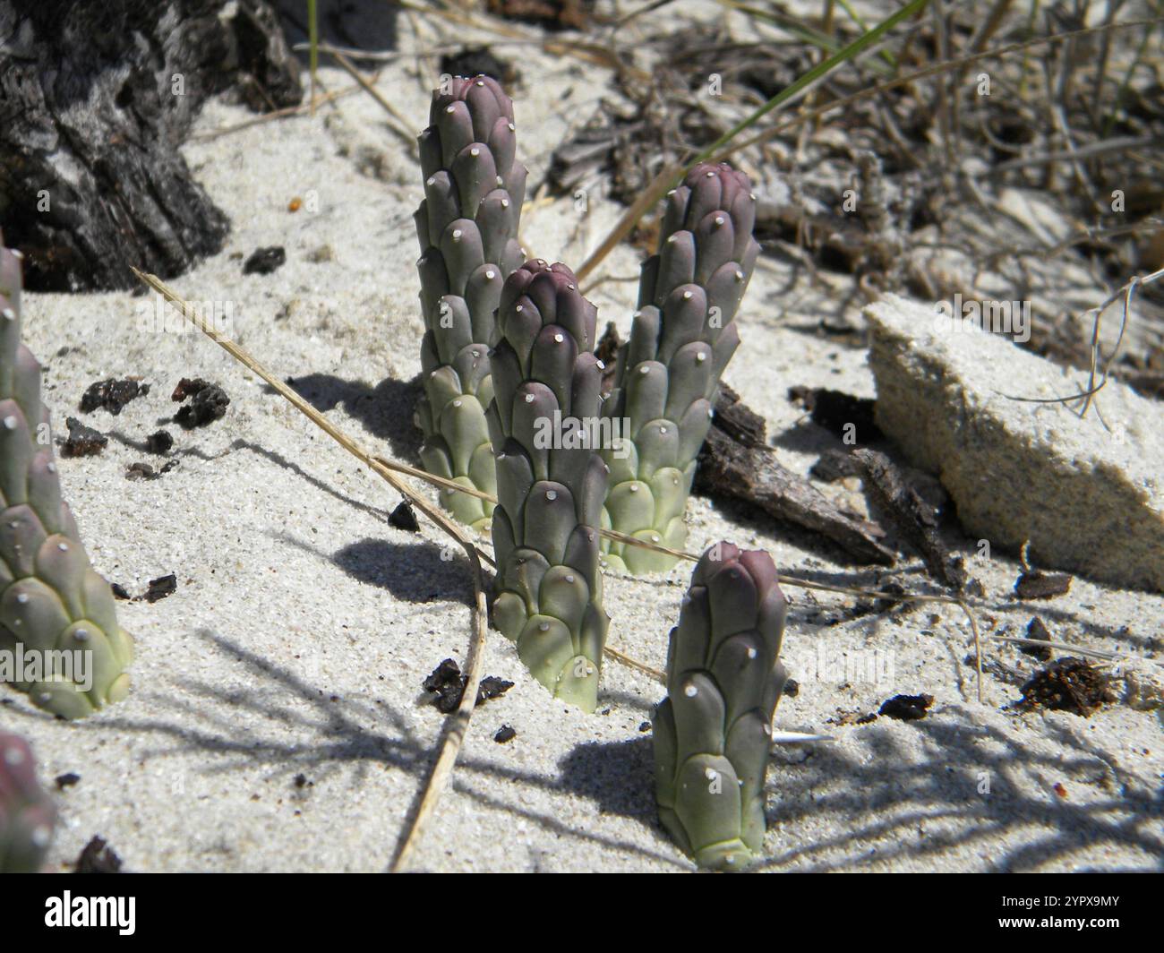 Medusa's-head (Euphorbia caput-medusae Stock Photo - Alamy