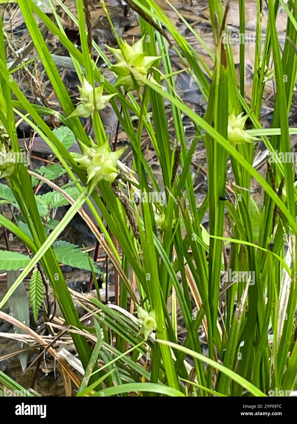 bladder sedge (Carex intumescens Stock Photo - Alamy