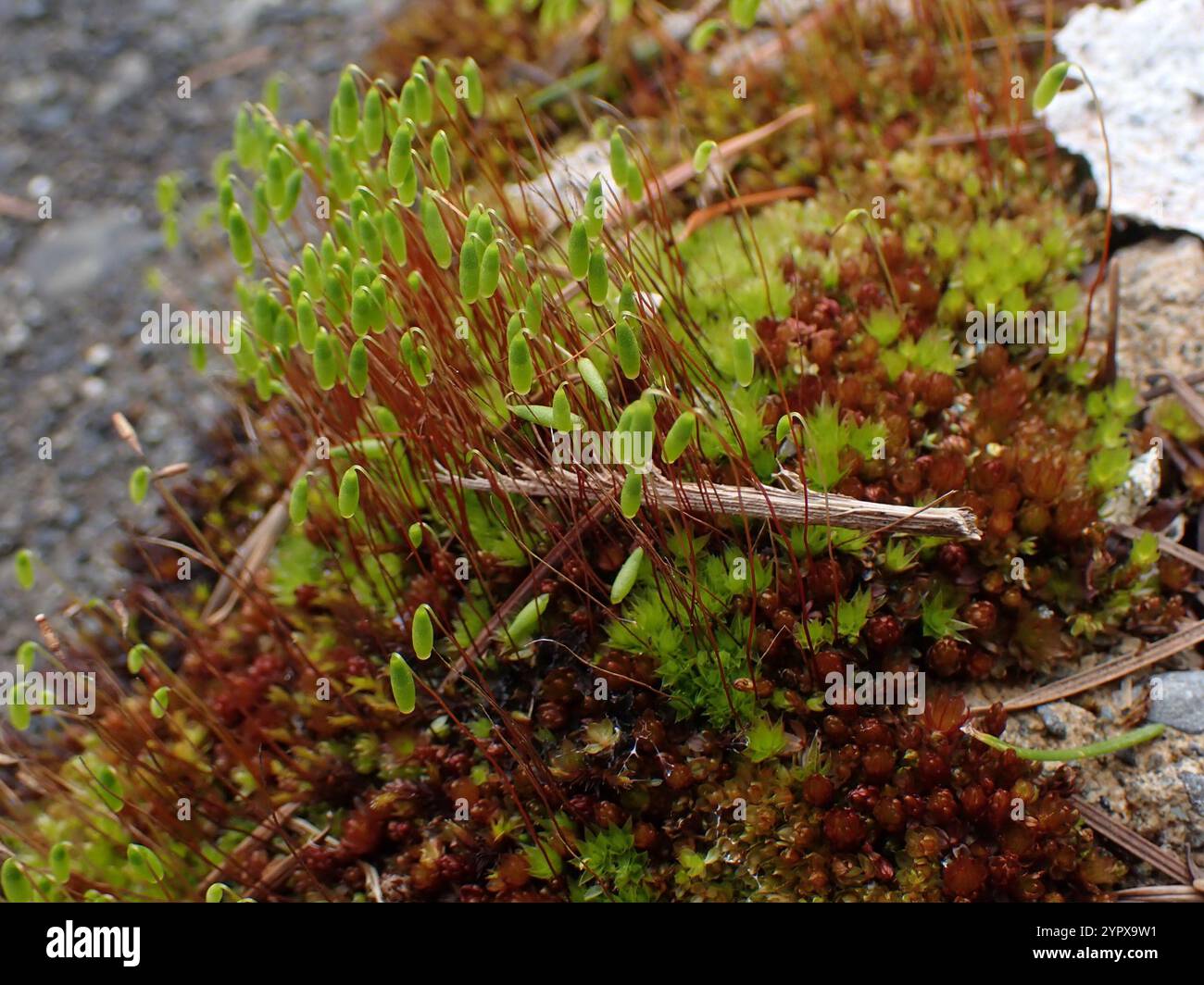 Capillary Thread-moss (Ptychostomum capillare Stock Photo - Alamy