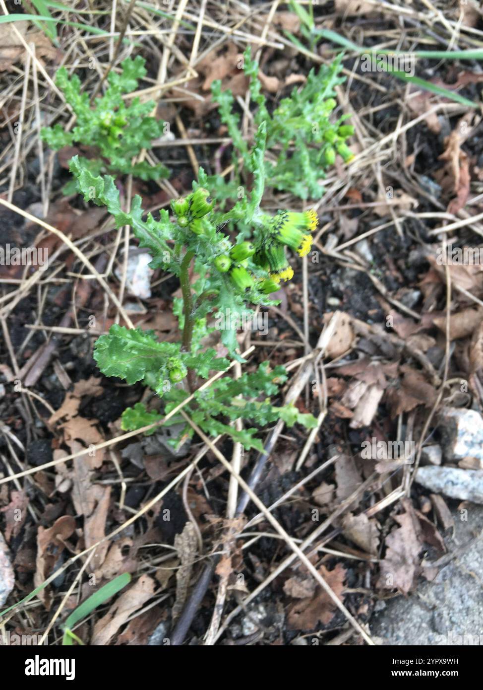 common groundsel (Senecio vulgaris Stock Photo - Alamy