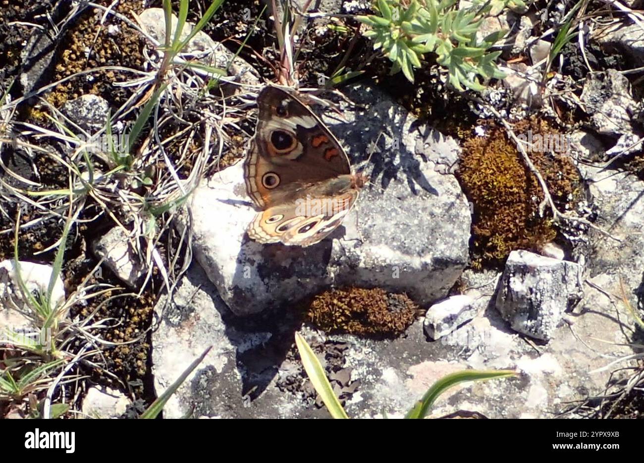 Common Buckeye (Junonia coenia Stock Photo - Alamy