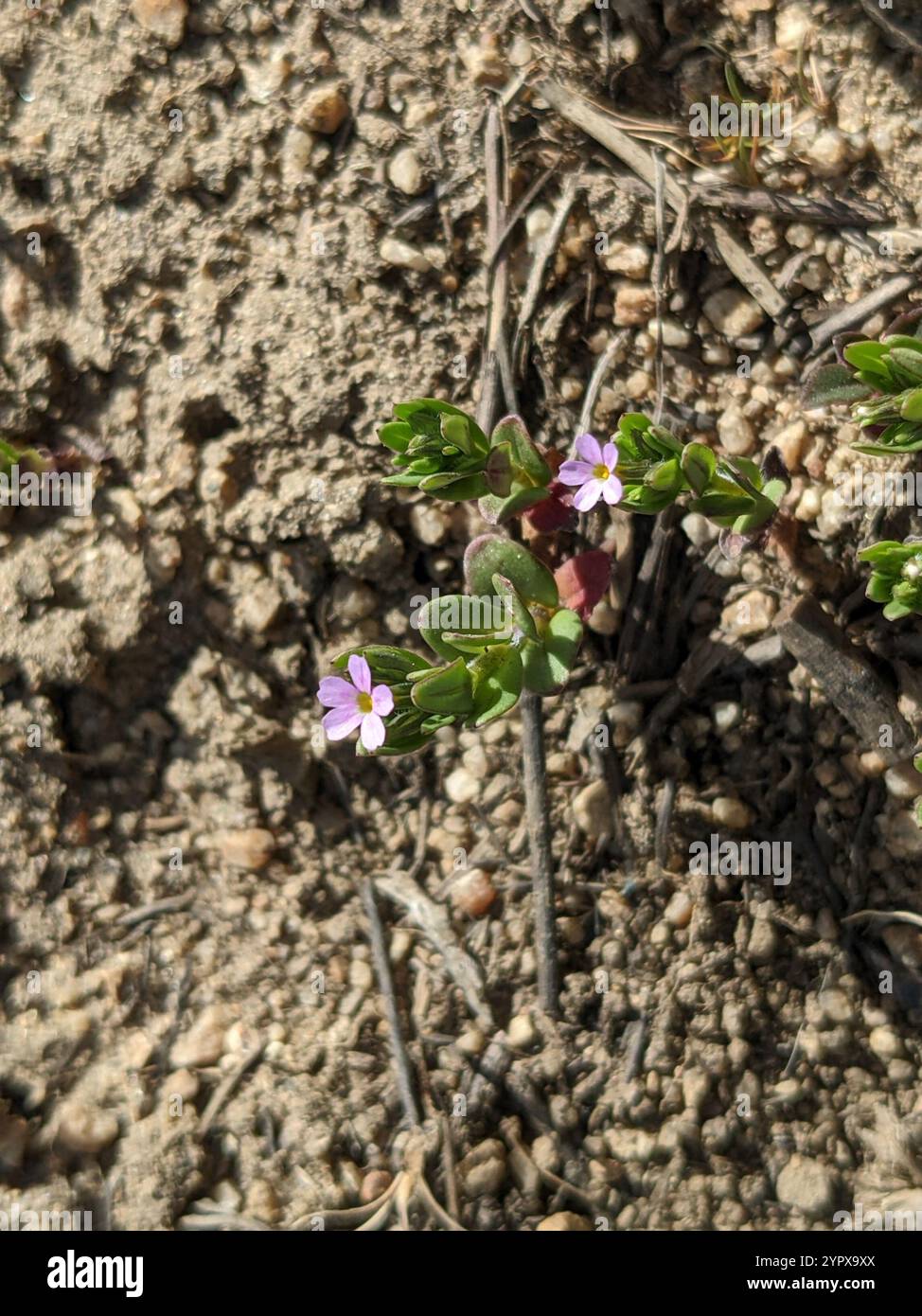 slender phlox (Microsteris gracilis Stock Photo - Alamy