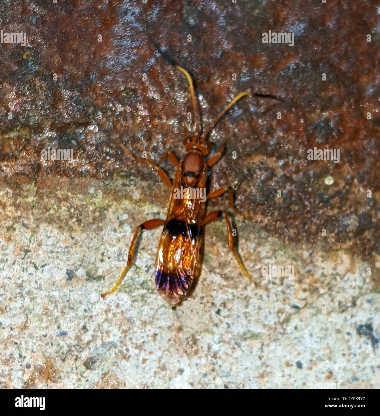 Ichneumonid and Braconid Wasps (Ichneumonoidea Stock Photo - Alamy