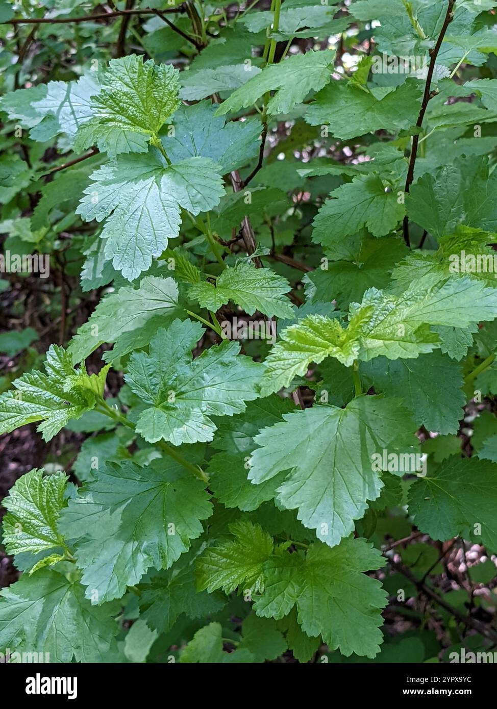 Pacific ninebark (Physocarpus capitatus Stock Photo - Alamy