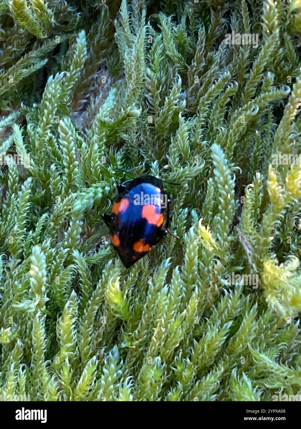 Orange-spotted Scaphidium (Scaphidium quadrimaculatum Stock Photo - Alamy