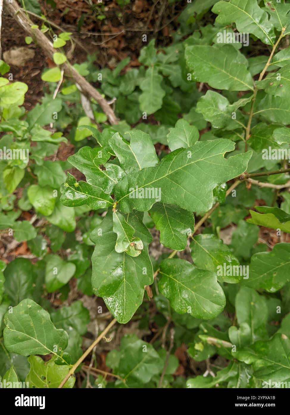 bastard oak (Quercus sinuata Stock Photo - Alamy