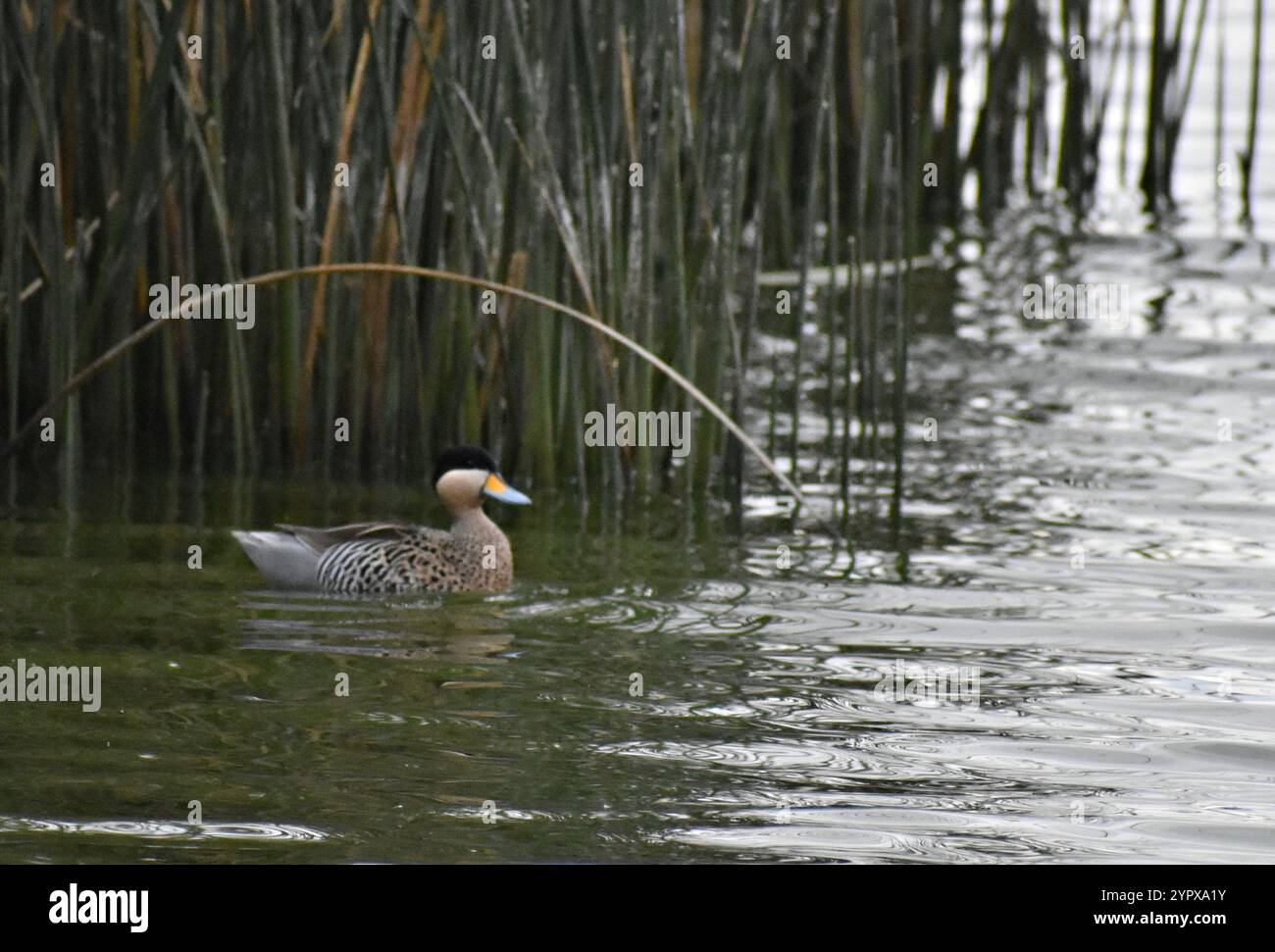 Silver Teal (Spatula versicolor Stock Photo - Alamy