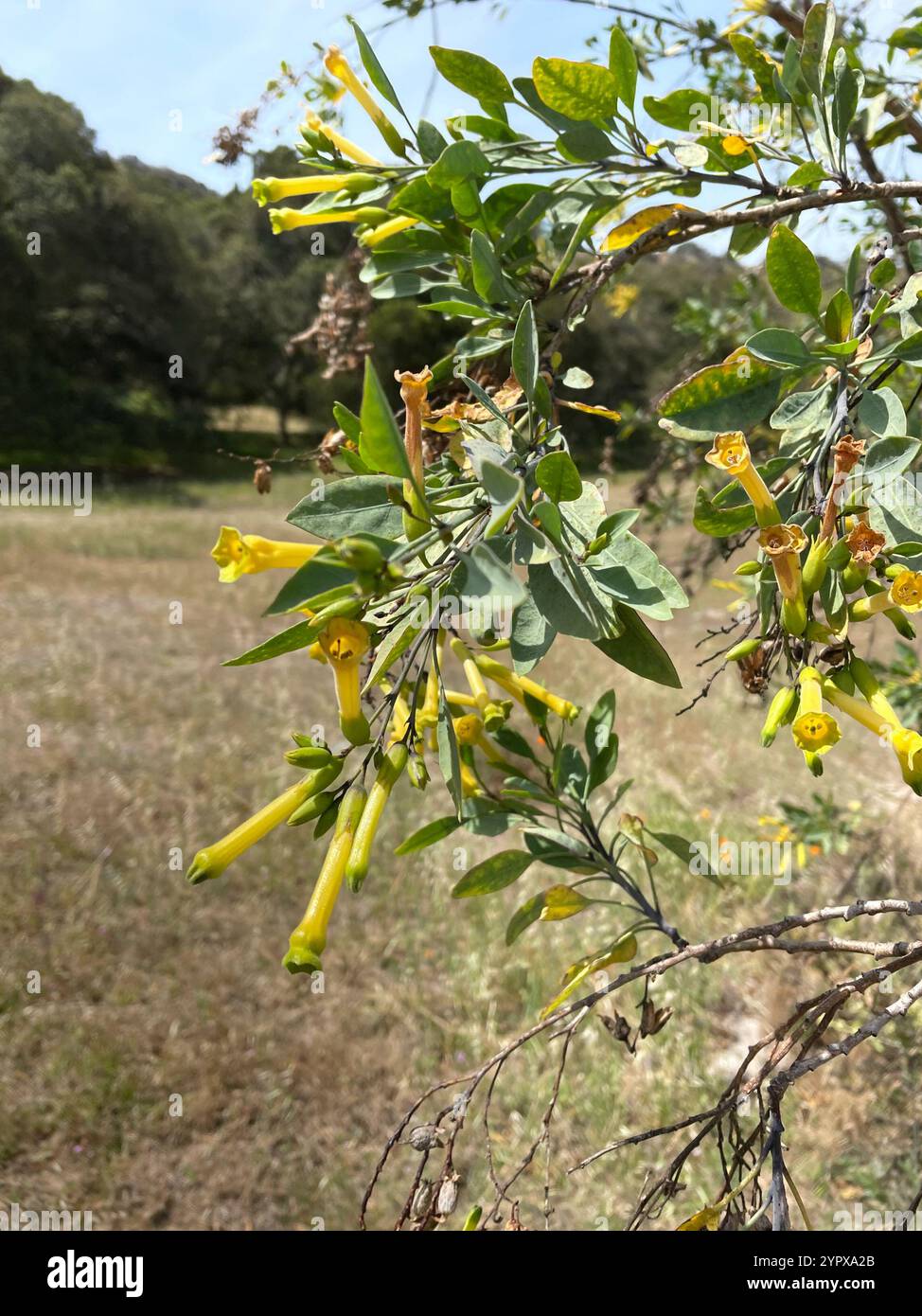 tree tobacco (Nicotiana glauca Stock Photo - Alamy