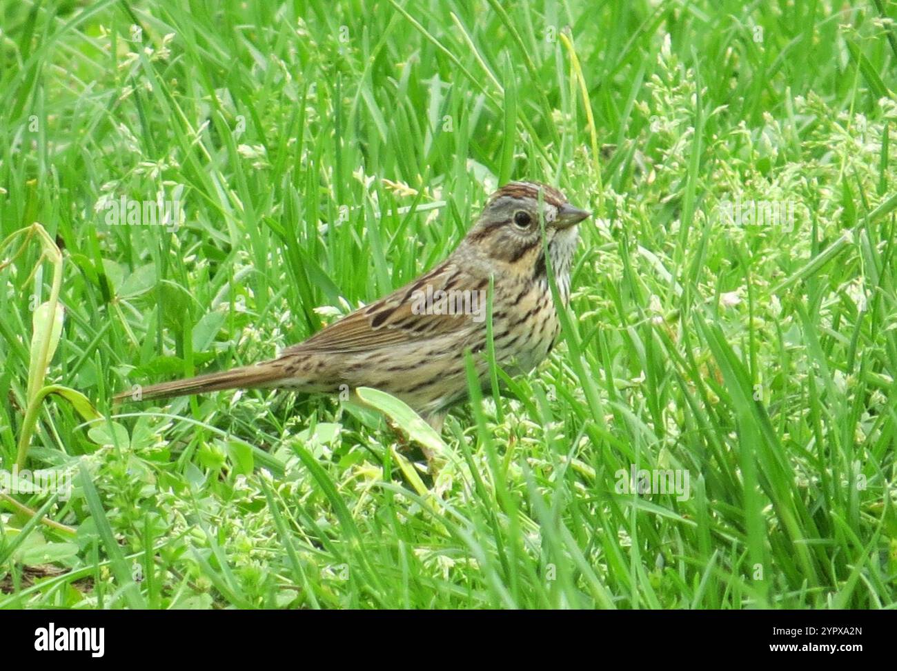 Lincoln's Sparrow (Melospiza lincolnii Stock Photo - Alamy