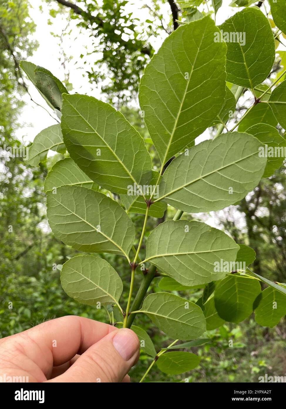 Texas ash (Fraxinus albicans Stock Photo - Alamy